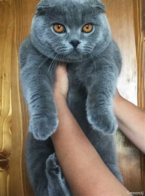 Чистокровный шотландский вислоухий кот на вязку 300 c. №8745537 в г ...