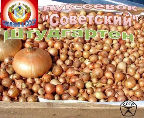 Луковицы купить по выгодной цене в интернет-магазине OZON (842299726)