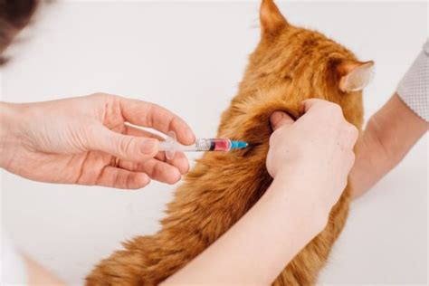 Лечение кошек с ХПН | Vetendocrine