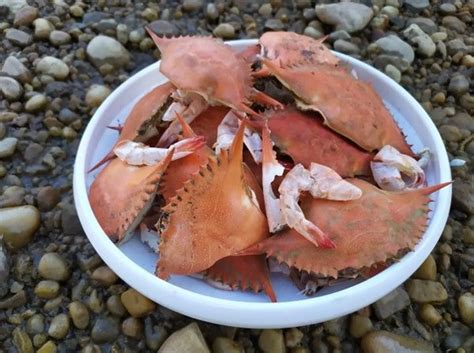 Аккумуляторы из отходов морепродуктов уже реальность | Пикабу