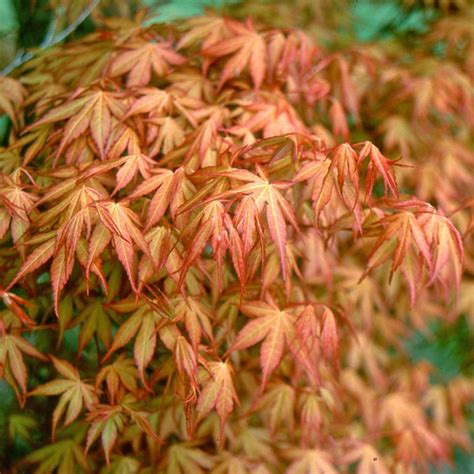 Клен дланевидный acer palmatum katsura - купить по выгодной цене | teofrast