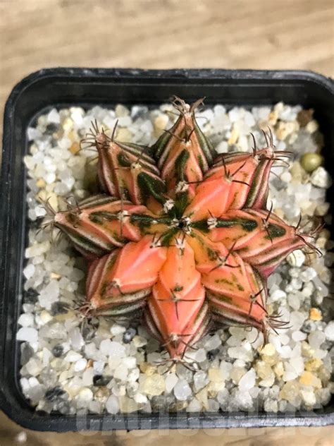 SHPR8740 Gymnocalycium friedrichii Agua Dulce LB 2178 hybrid variegated ...