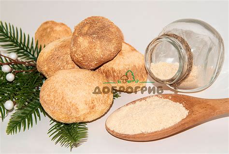 Ежовик гребенчатый в капсулах– где заказать, цена