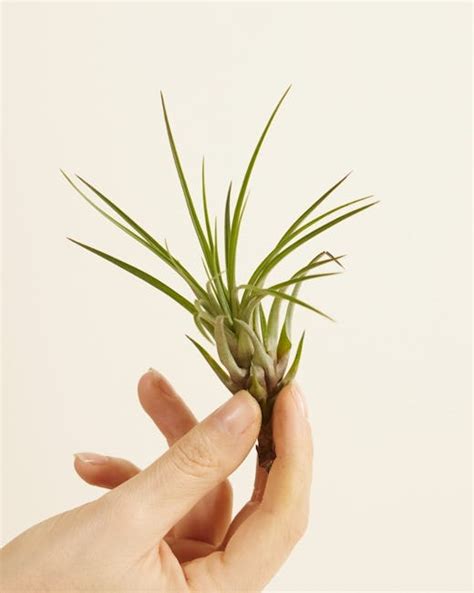 Tillandsia Melanocrater (Air plant) online kopen | PLNTS.com
