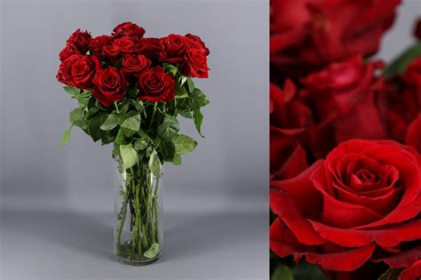 ROSA SEXY RED ️ Variedades de rosas