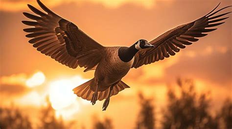 Flying Goose Stock Photos, Images and Backgrounds for Free Download