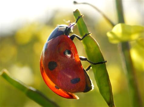 COCCINELLE
