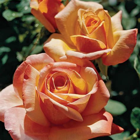 Tahitian Sunset Rose Bush