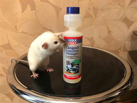 ДОООЛГИЙ попомеринг очистителя инжектора Liqui Moly 7568. — Skoda ...