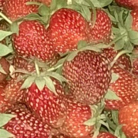 Клубника – купить в Курске, цена 10 руб., дата размещения: 09.06.2024 ...