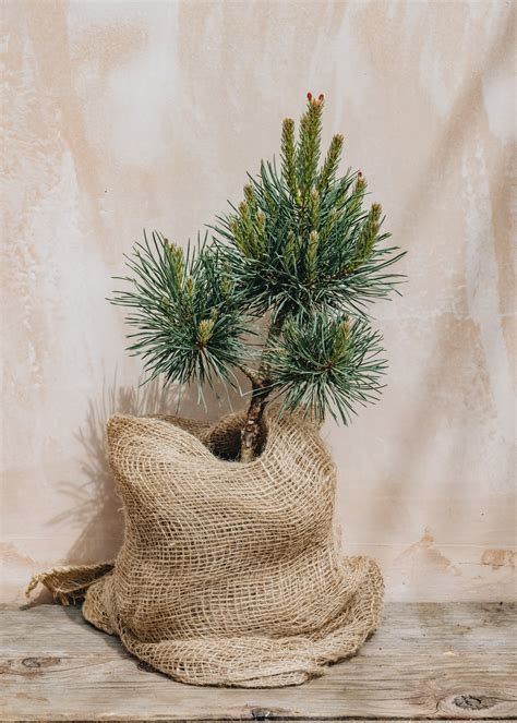 Pinus syl. Frensham, 3L – Burford Garden Co.