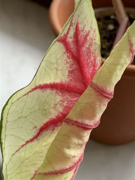 Caladium "Fiesta" - Care, Problems, Watering | caladium.de