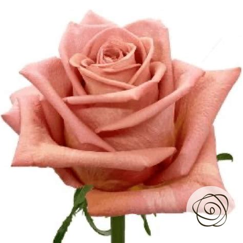 Barista (Roses) - So^Bella Flowers