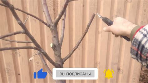 КАК ОБРЕЗАТЬ ЯБЛОНЮ С ДЛИННЫМИ ПОБЕГАМИ. ФОРМИРОВКА БЫСТРОРАСТУЩЕЙ ...