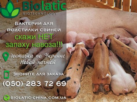 Бактерии для переработки навоза