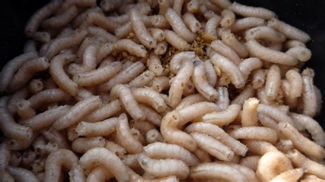 Maden selber züchten - 5 Gründe gegen Madenzucht - PetriAngeln