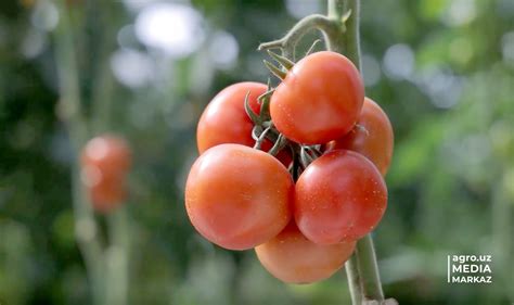 Главная страница - AGRO.UZ