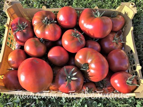 Смех Кукабарры (ПРОЕКТ "DWARF TOMATO") - семена томатов