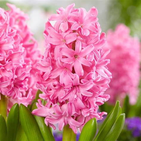 Buy 'prepared' hyacinth bulbs for forcing Hyacinthus orientalis Pink ...