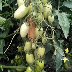 Томат Сосиска кремовая: ОТЗЫВЫ, фото, урожайность | tomatland.ru