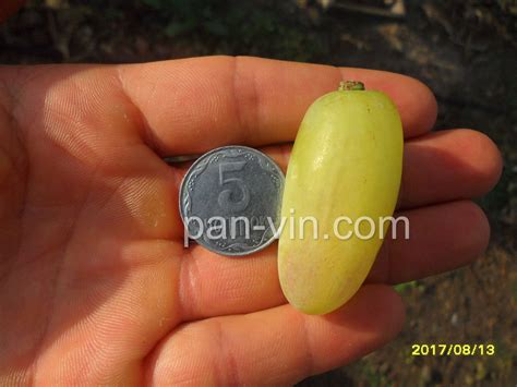 Легенда Аксая — pan-vin.com