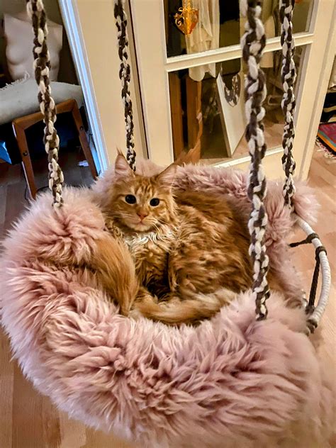 His royal fluffyness : r/IllegallySmolCats