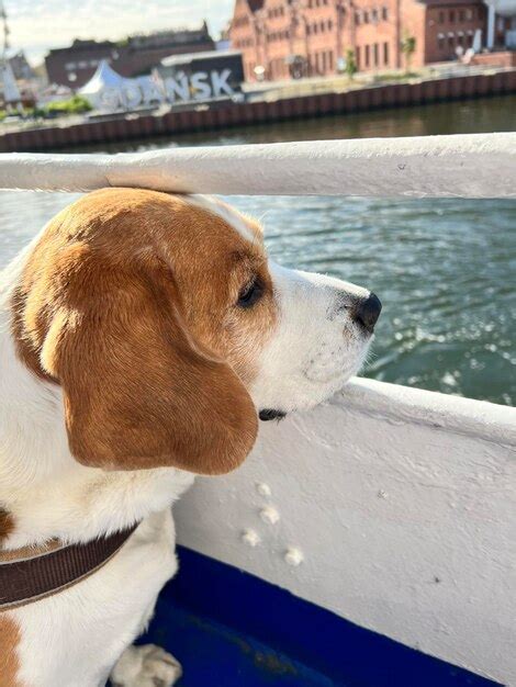 600+ Foxhound Pictures
