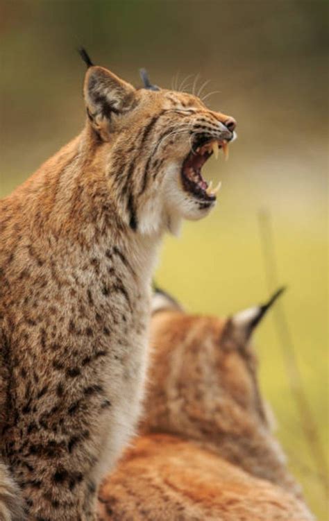 #bigcats