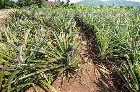 Pineapple plantation — Stock Photo © cbenjasuwan #36542611