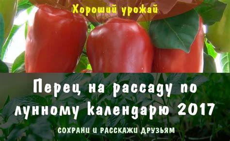 Когда сеять перец на рассаду и высаживать в 2017 году по лунному календарю