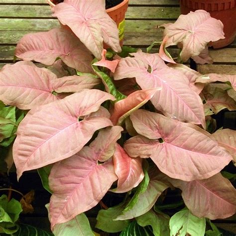 Syngonium Pink Neon House Plants Floral & Garden Crafts etna.com.pe