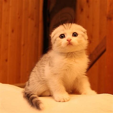 Породистый шотландский кот,окрас серебристо пятнистый би к… | Flickr