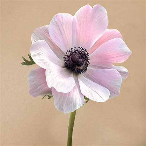Anemonen-Mistral | The Blooming Company