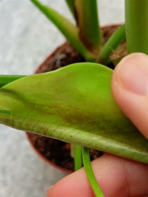 Tiny brown specks on baby monstera leaf and stem, could it be overwatering? : r/plantclinic