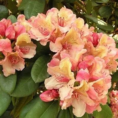 Рододендрон купить в Санкт-Петербурге, саженцы рододердрона в питомнике ...