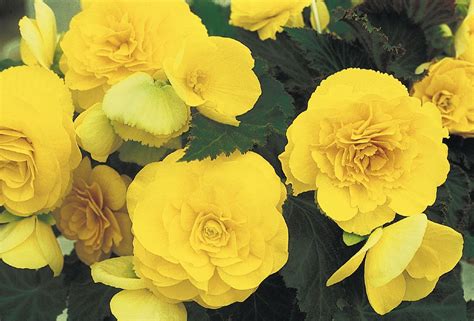 Бегония нон стоп цъфтяща жълта - Begonia non stop yellow | М и М Трейдинг