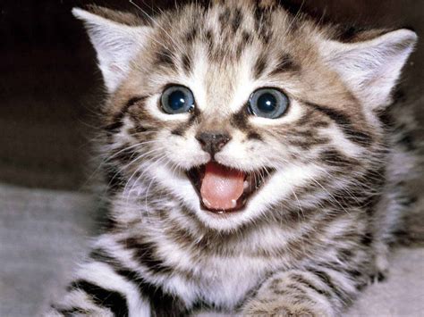 Cute !!! - Kittens Wallpaper (12929201) - Fanpop
