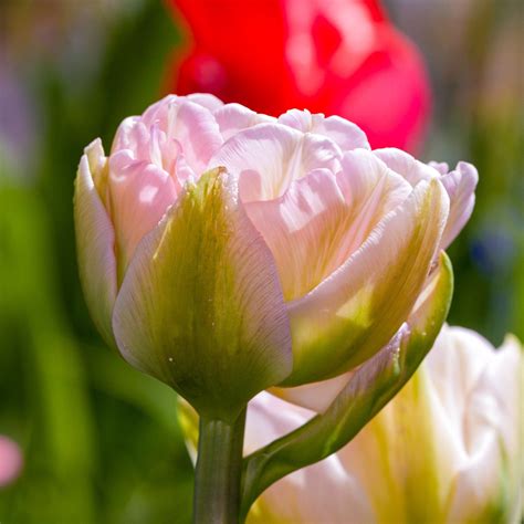 Tulipan 'Finola' - Køb tulipanløg online | Blomsterverden.dk