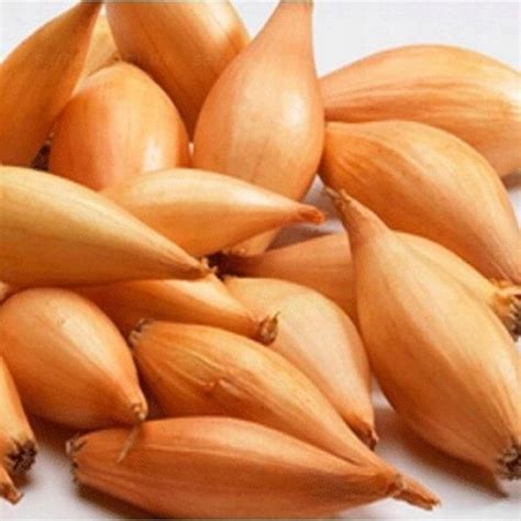 Cebula dymka szalotka Sopelek 500g Słodka Delikatność z Twojego Ogrodu ...