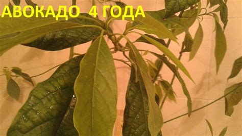 Авокадо в домашних условиях 4 года - YouTube