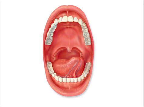 Digestive System Parts Quizlet at Jenna Stokes blog