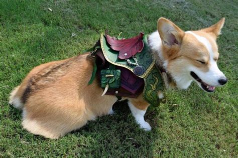 Corgi mount saddle for the fae Corgi Costume, Dog Costumes, Costume ...
