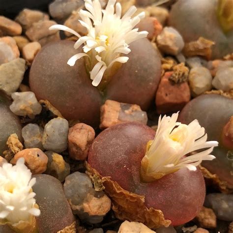 Conophytum maughanii #1804 - Mesa Garden