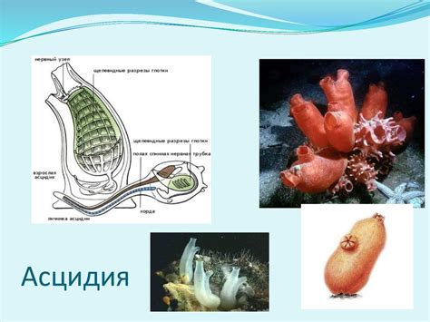 Тип Хордовые. Бесчерепные. Ланцетник - презентация онлайн