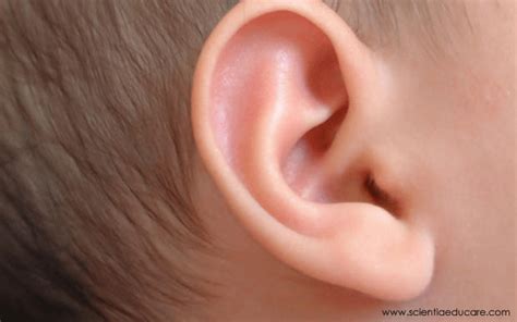 The ear is the organ of hearing and, in mammals, balance.