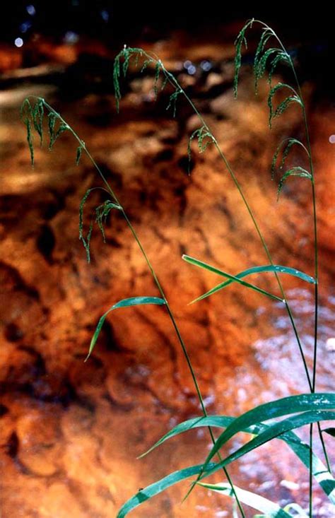 Cinna latifolia - Изображение особи - Плантариум