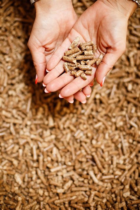 by Amazon Cat Litter Wood Pellets Highly Absorbent and Made of 100% ...