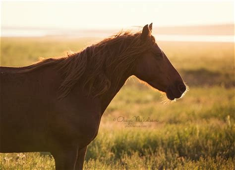 дикие лошади wild horses