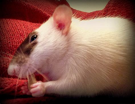 oxbow rat food uk - Millicent Clary