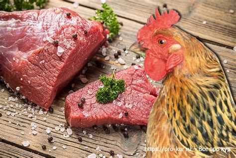 Мясо курам несушкам – плюсы, риски и как давать